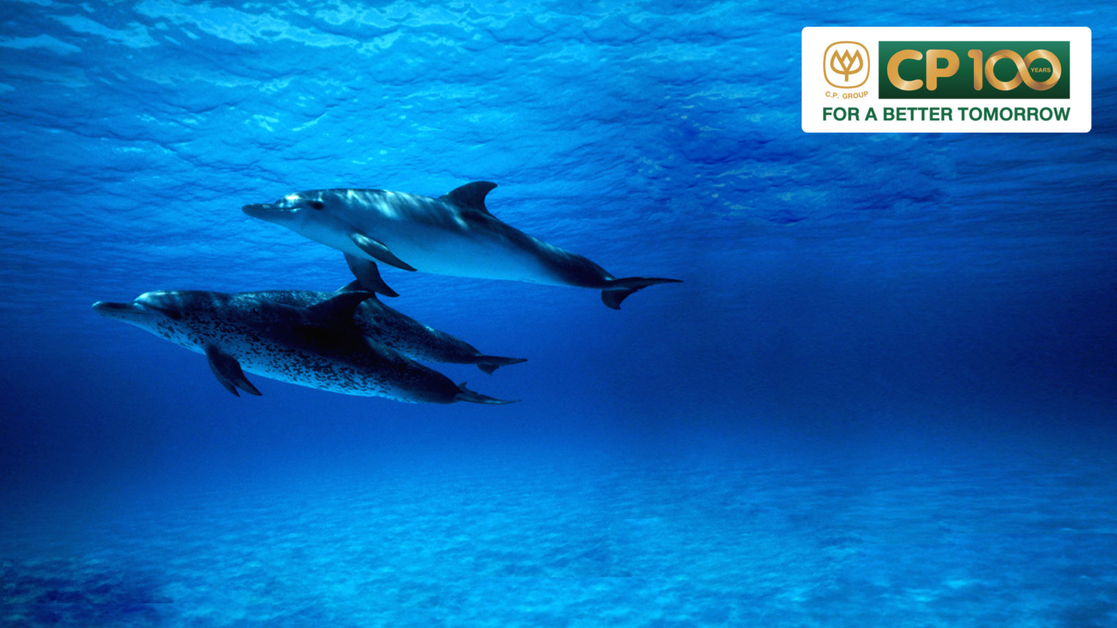 เชิญชวนผู้บริหารและเพื่อนพนักงาน โหลดภาพพื้นหลังเสมือนจริง Virtual Background CP Group เวอร์ชั่ ...