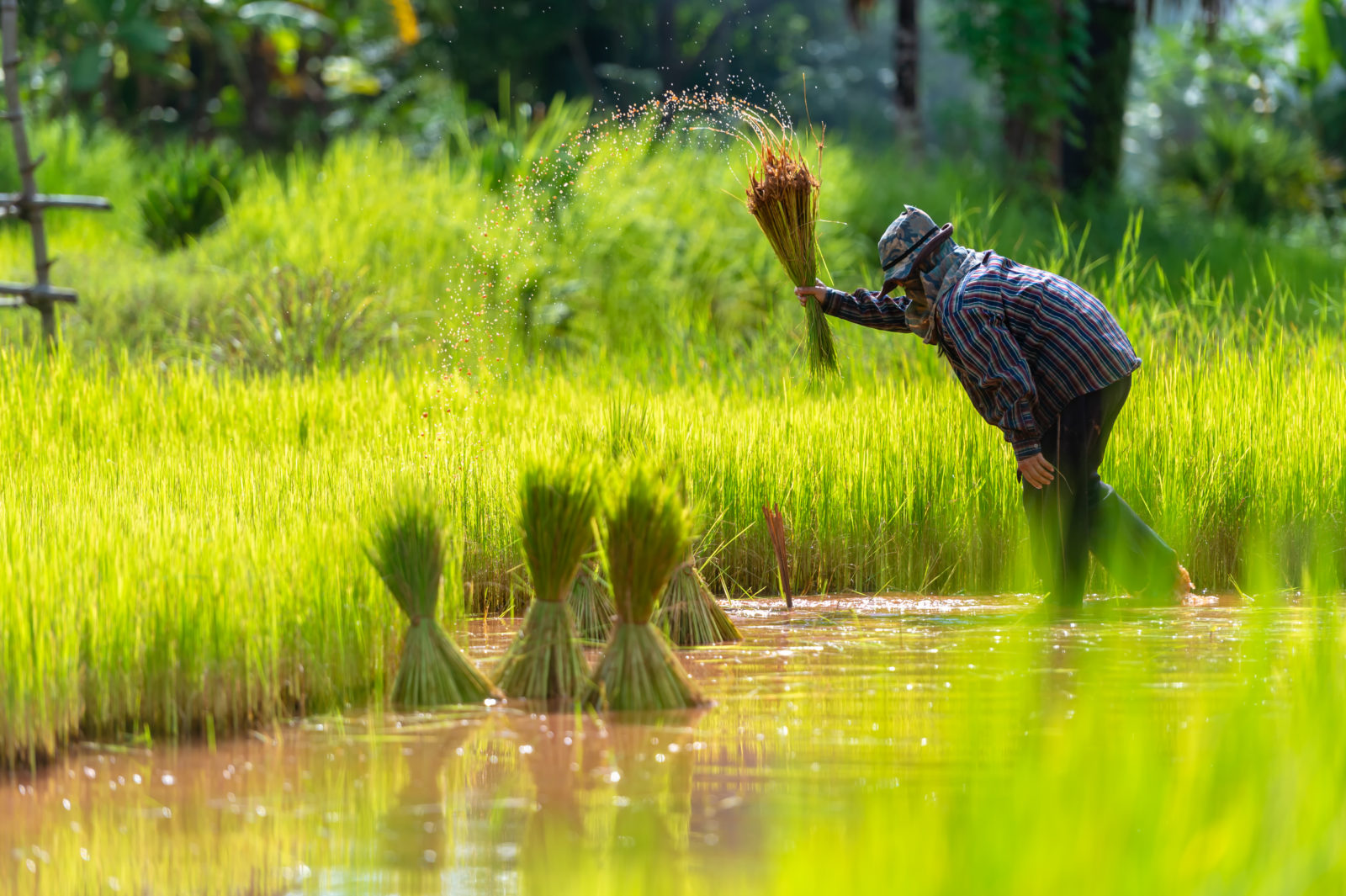 GDP เกษตร Q1/67 หดตัว 4.1% จากผลกระทบเอลนีโญ คาดทั้งปีโต 0.7-1.7%