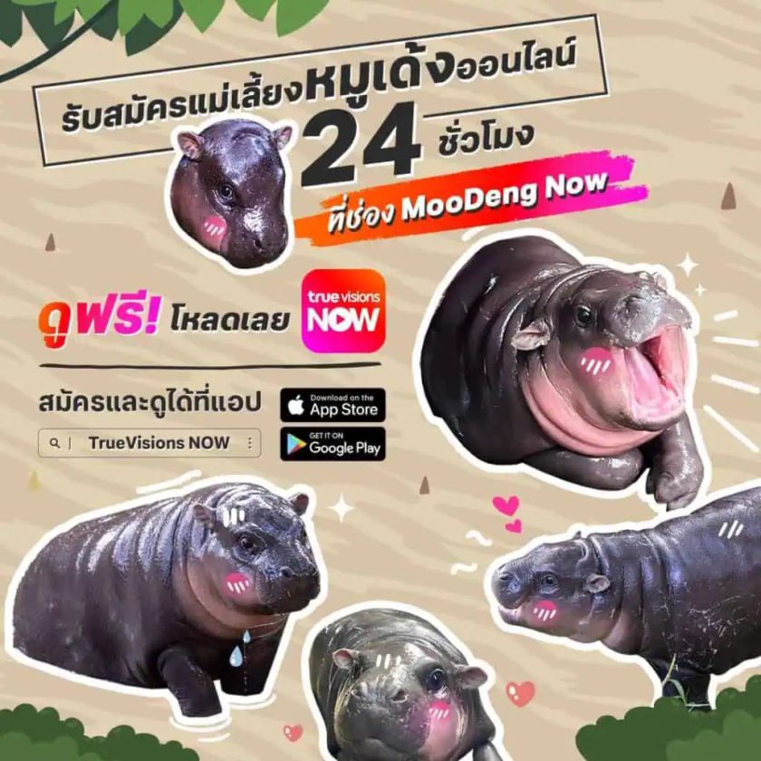 เชิญชวนชาวซีพี เปิดโลกน่ารัก! กับ “หมูเด้งออนไลน์ 24 ชั่วโมง” บนช่อง ...